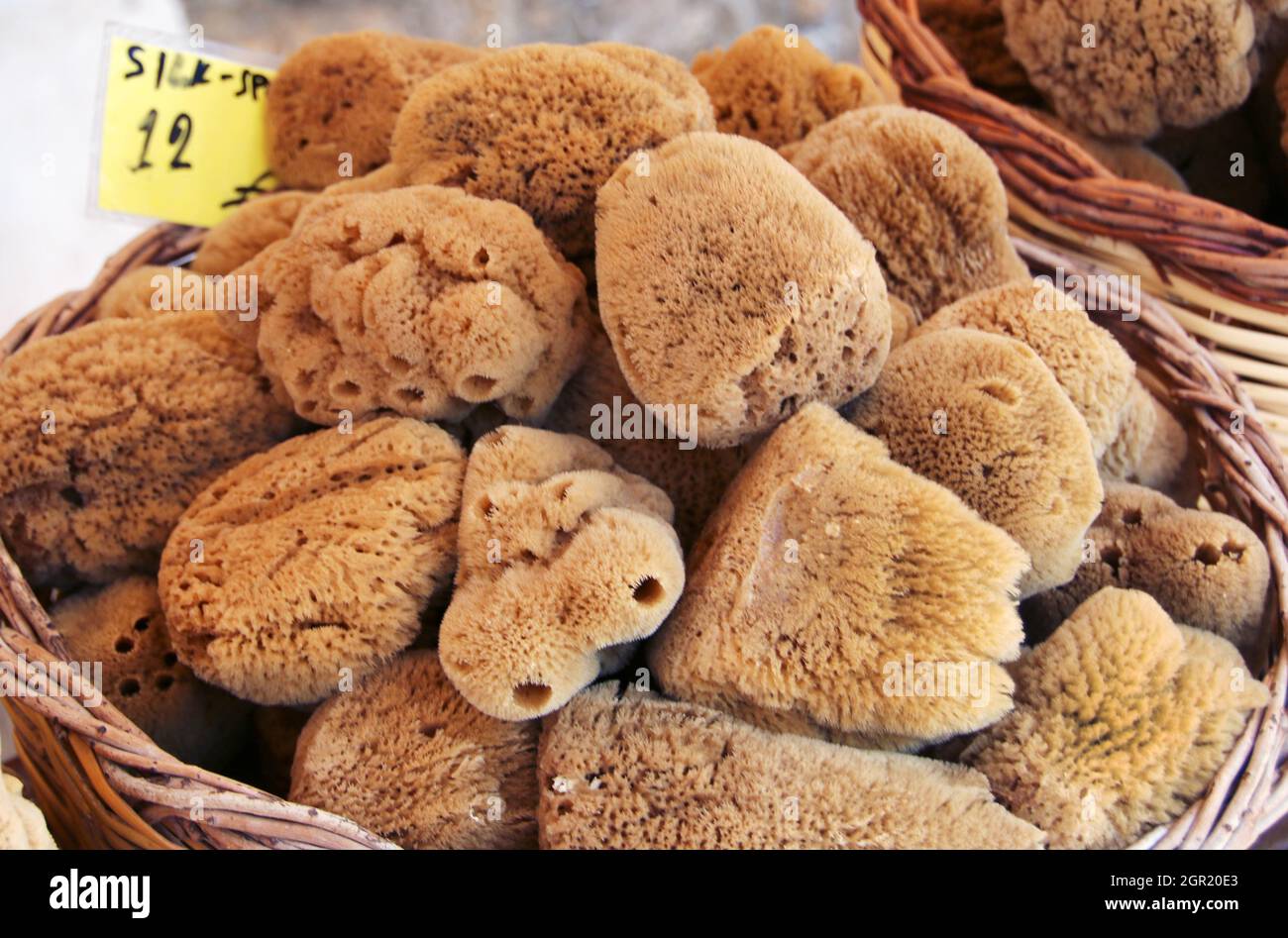 Bread sponge sea hi-res stock photography and images - Alamy