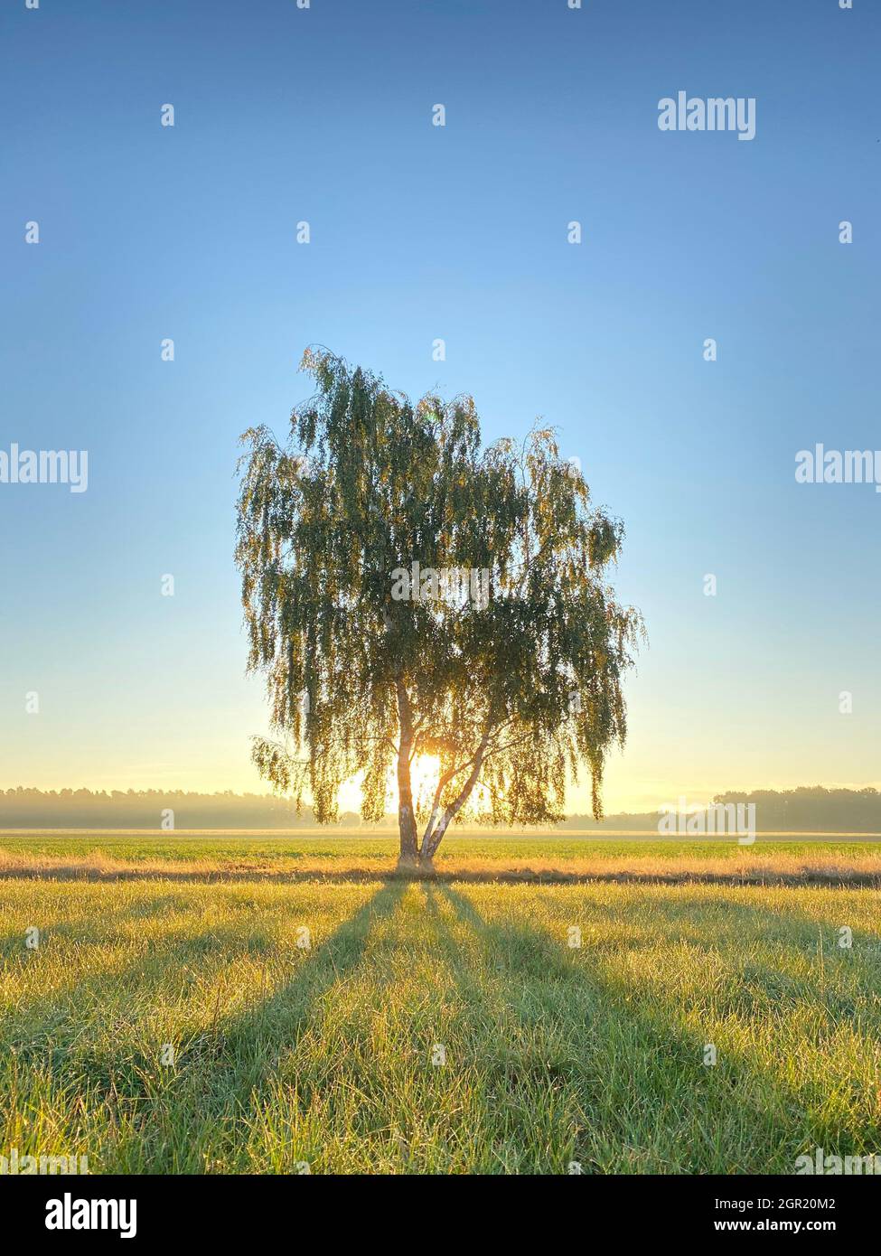 Sunlight Trough Tree Leaf High Resolution Stock Photography and Images ...