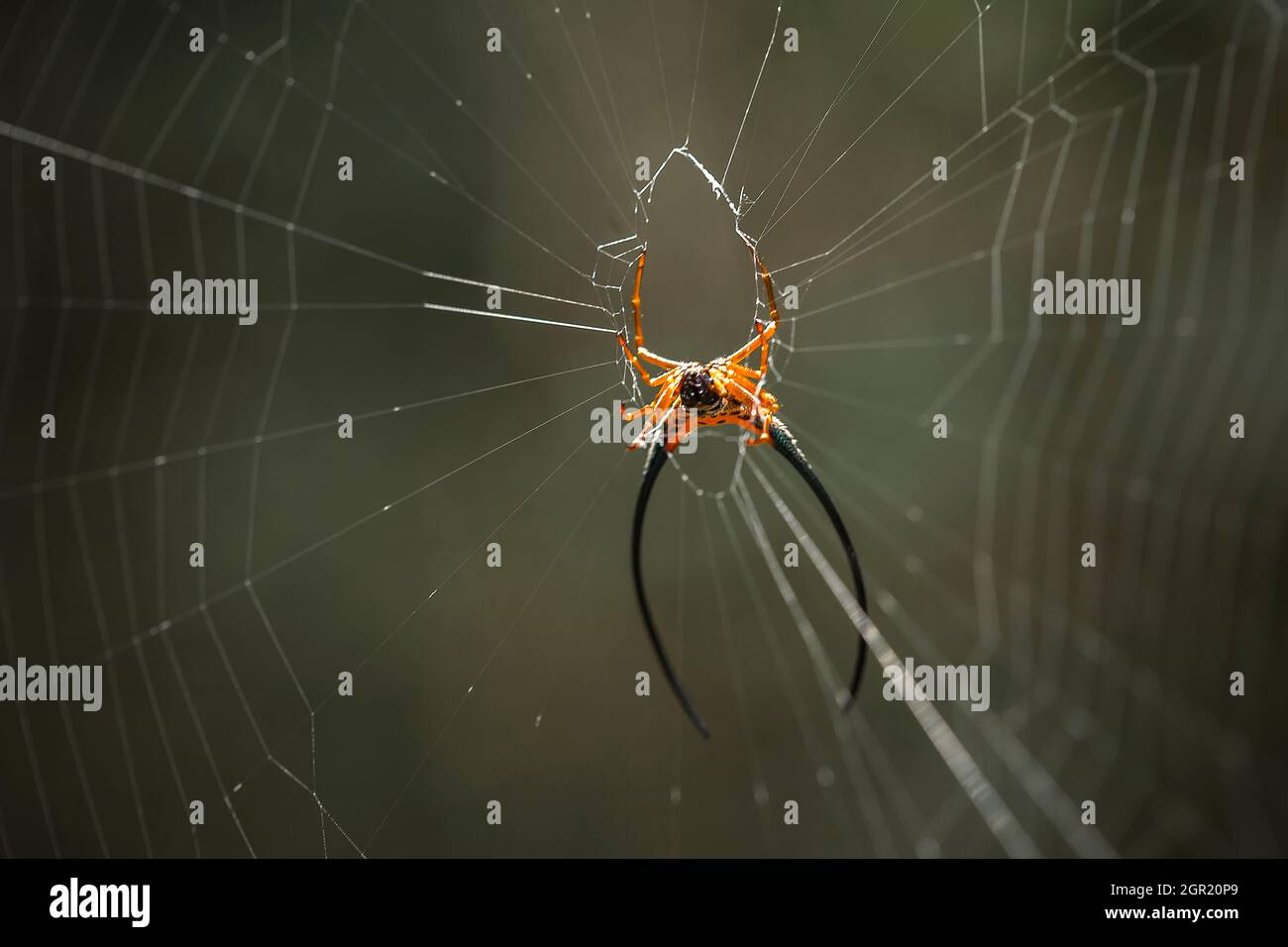 Spider with long body hi-res stock photography and images - Alamy