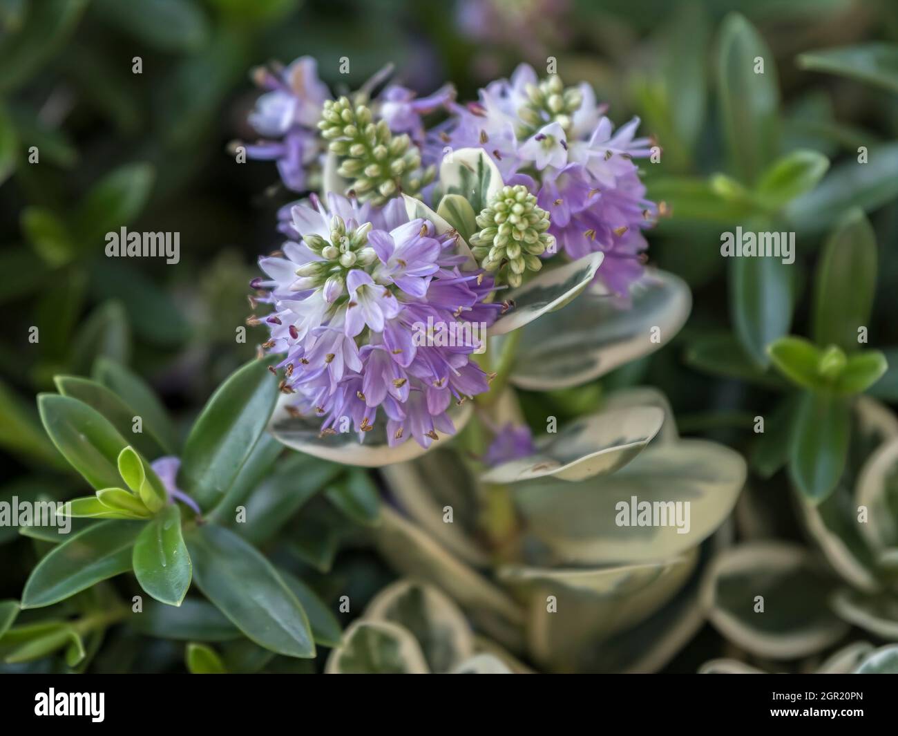 Hebe growing hi-res stock photography and images - Alamy