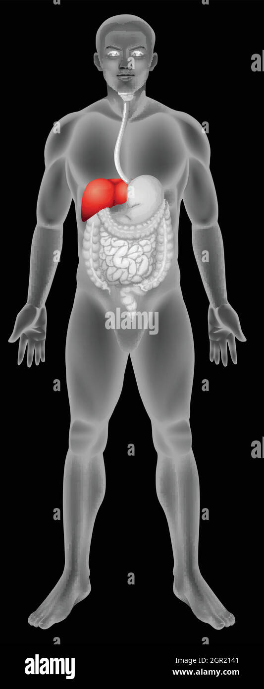 Internal secretion Stock Vector Images - Alamy