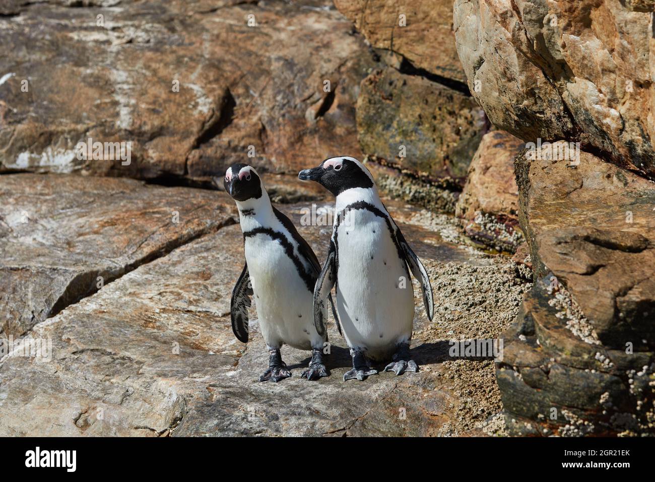St croix island penguin hi-res stock photography and images - Alamy