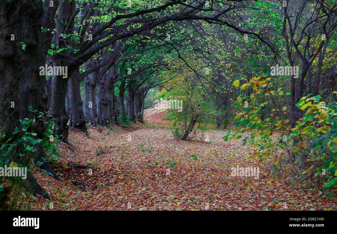 Typical autumn in the forest of Denmark Stock Photo - Alamy