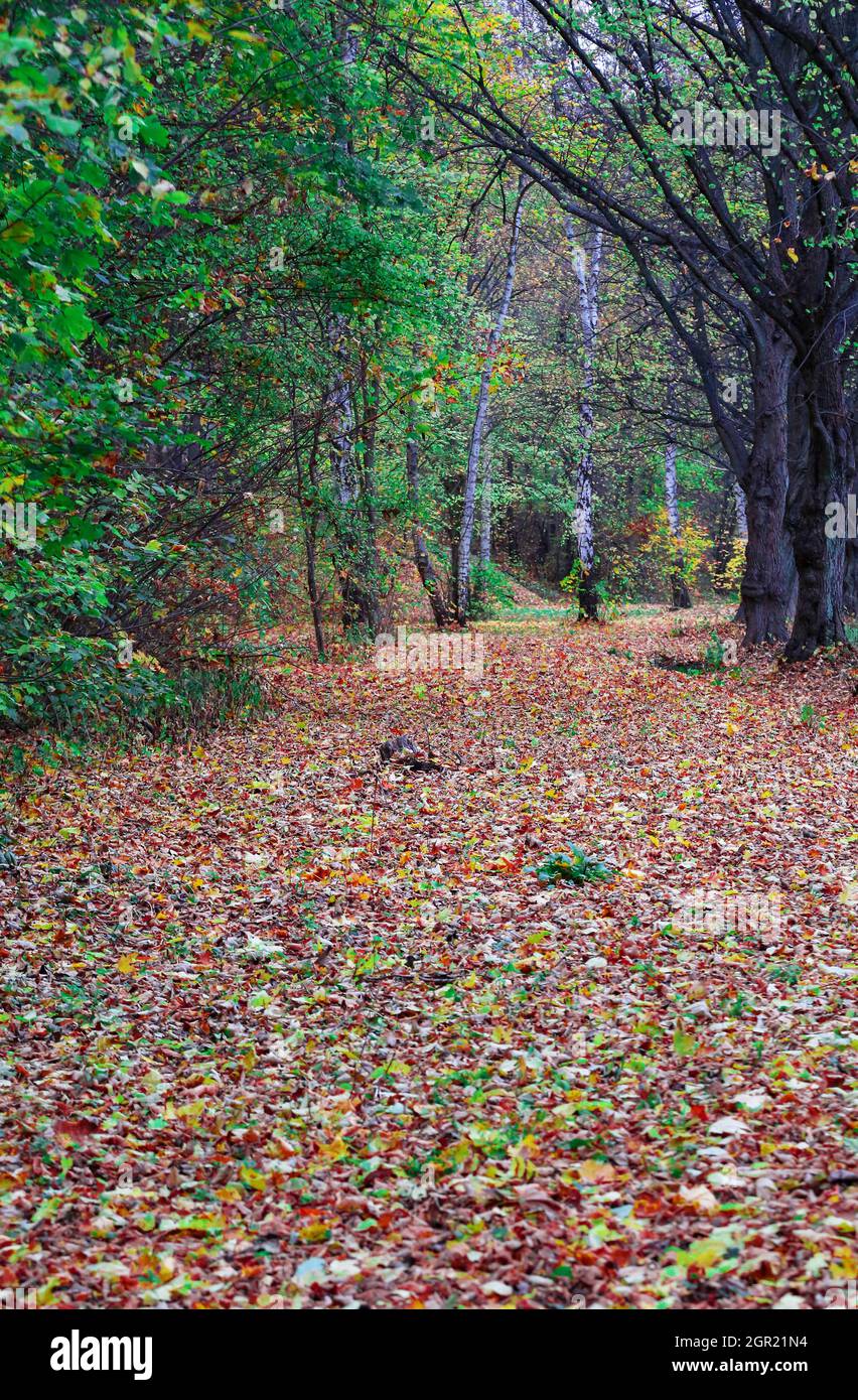 Typical autumn in the forest of Denmark Stock Photo - Alamy