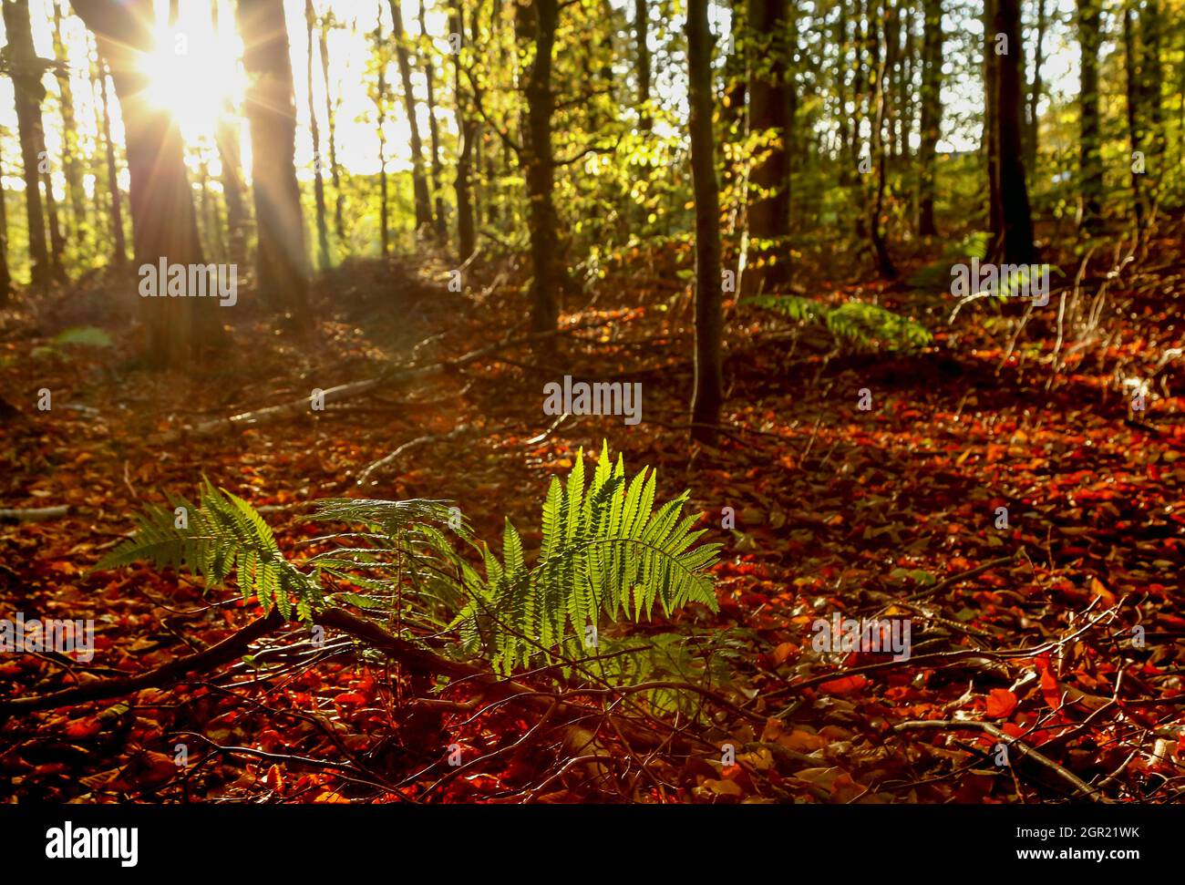 Typical autumn in the forest of Denmark Stock Photo - Alamy