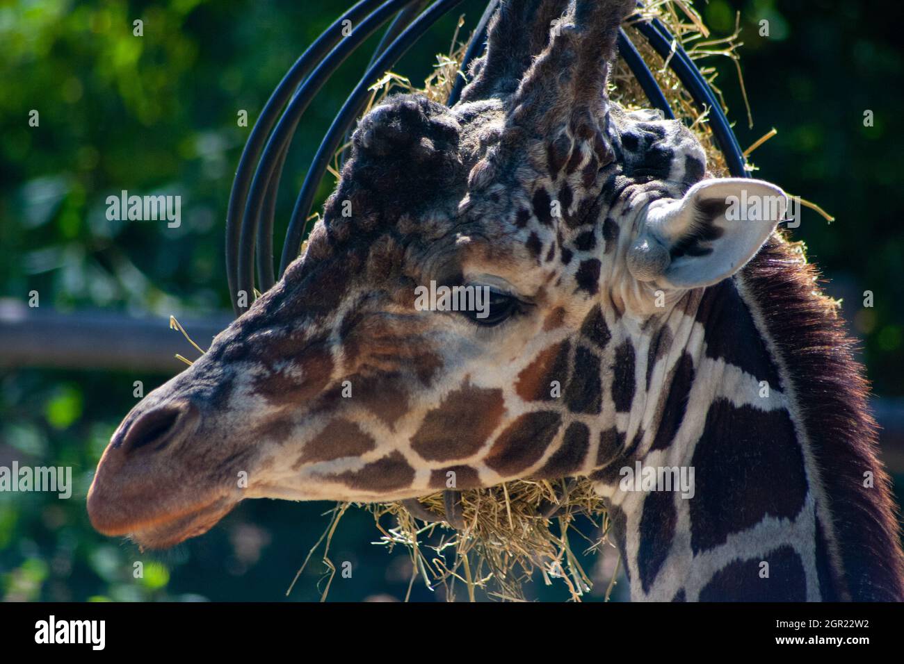 Giraffe turning head hi-res stock photography and images - Alamy