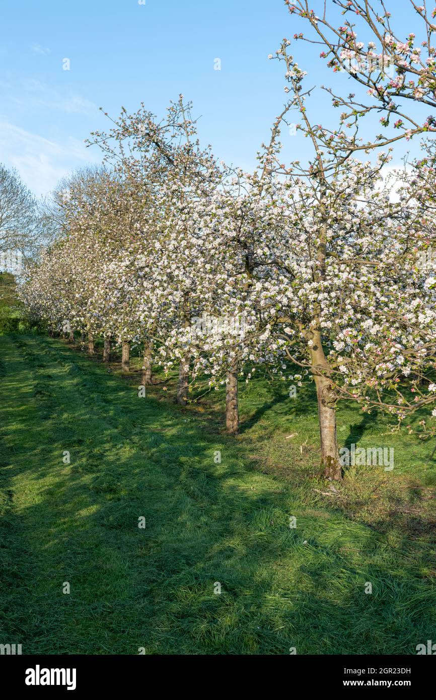 Apple blossom in bloom in a modern cider orchard Stock Photo - Alamy