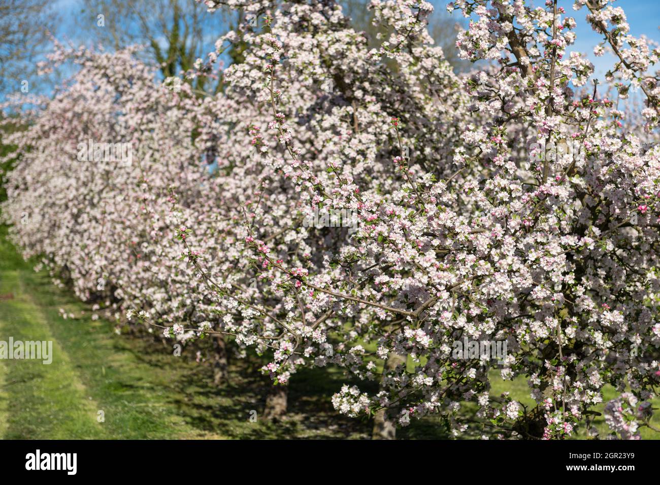 Apple blossom in bloom in a modern cider orchard Stock Photo - Alamy