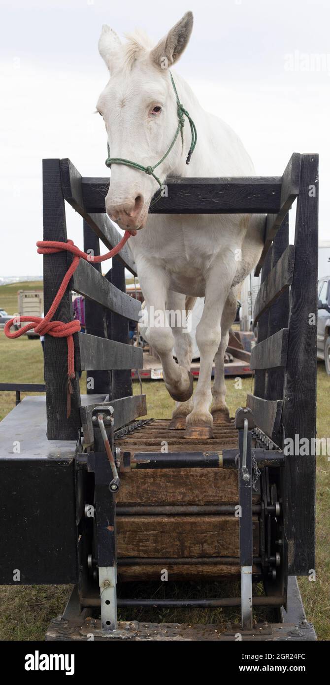 White mule mules hi-res stock photography and images - Alamy