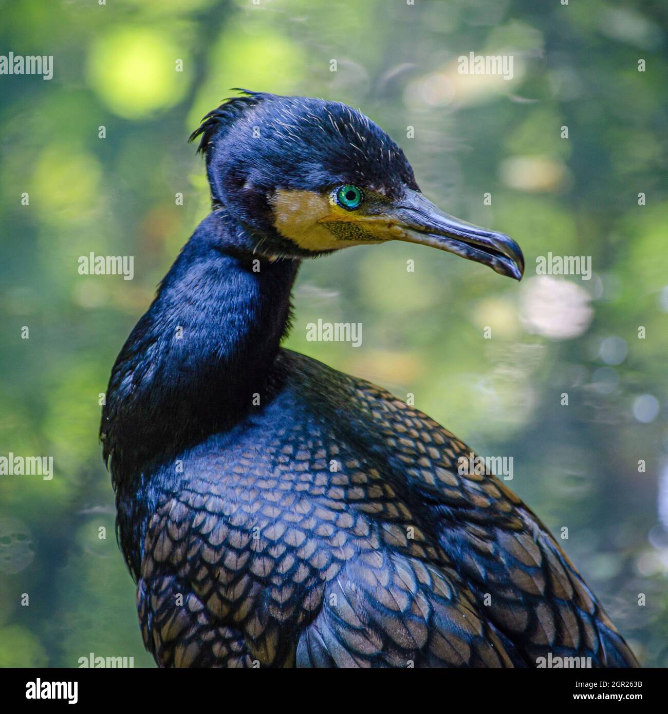 Twisting head and neck hi-res stock photography and images - Alamy
