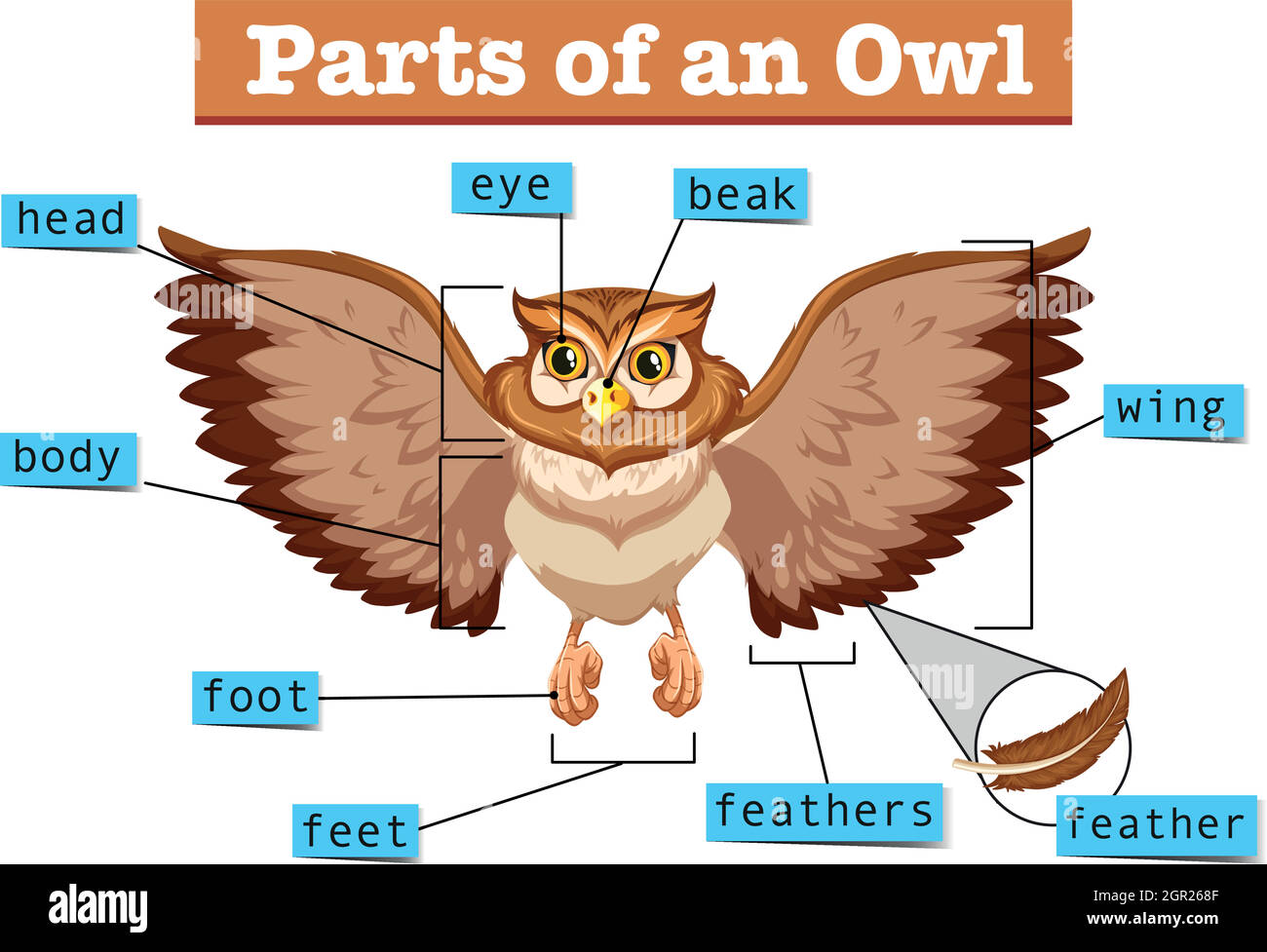 Diagram showing different part of owl Stock Vector Image & Art - Alamy