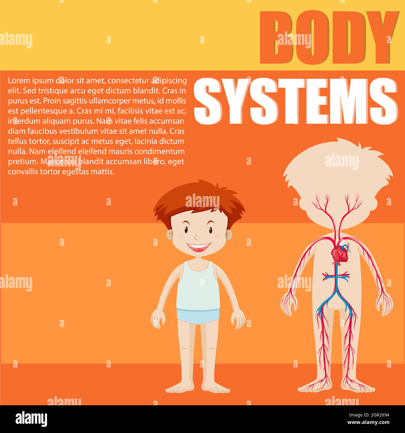 Boy and body system diagram Stock Vector Image & Art - Alamy