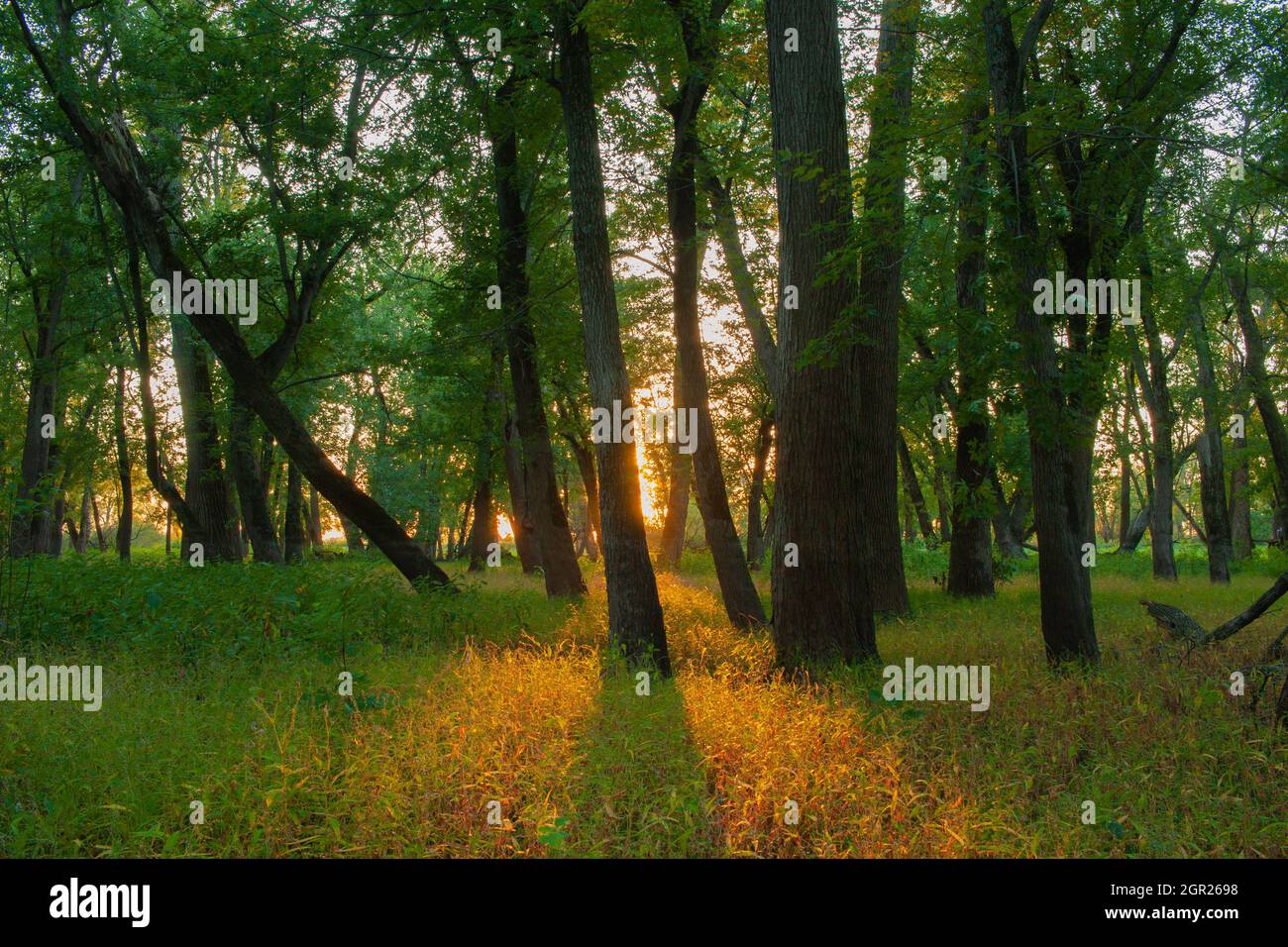 Sunbeam forest hi-res stock photography and images - Alamy