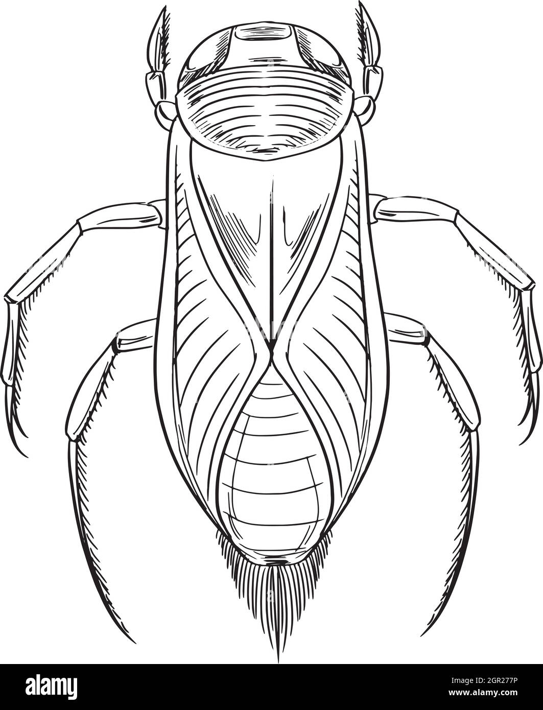 Corixidae Stock Vector Images - Alamy