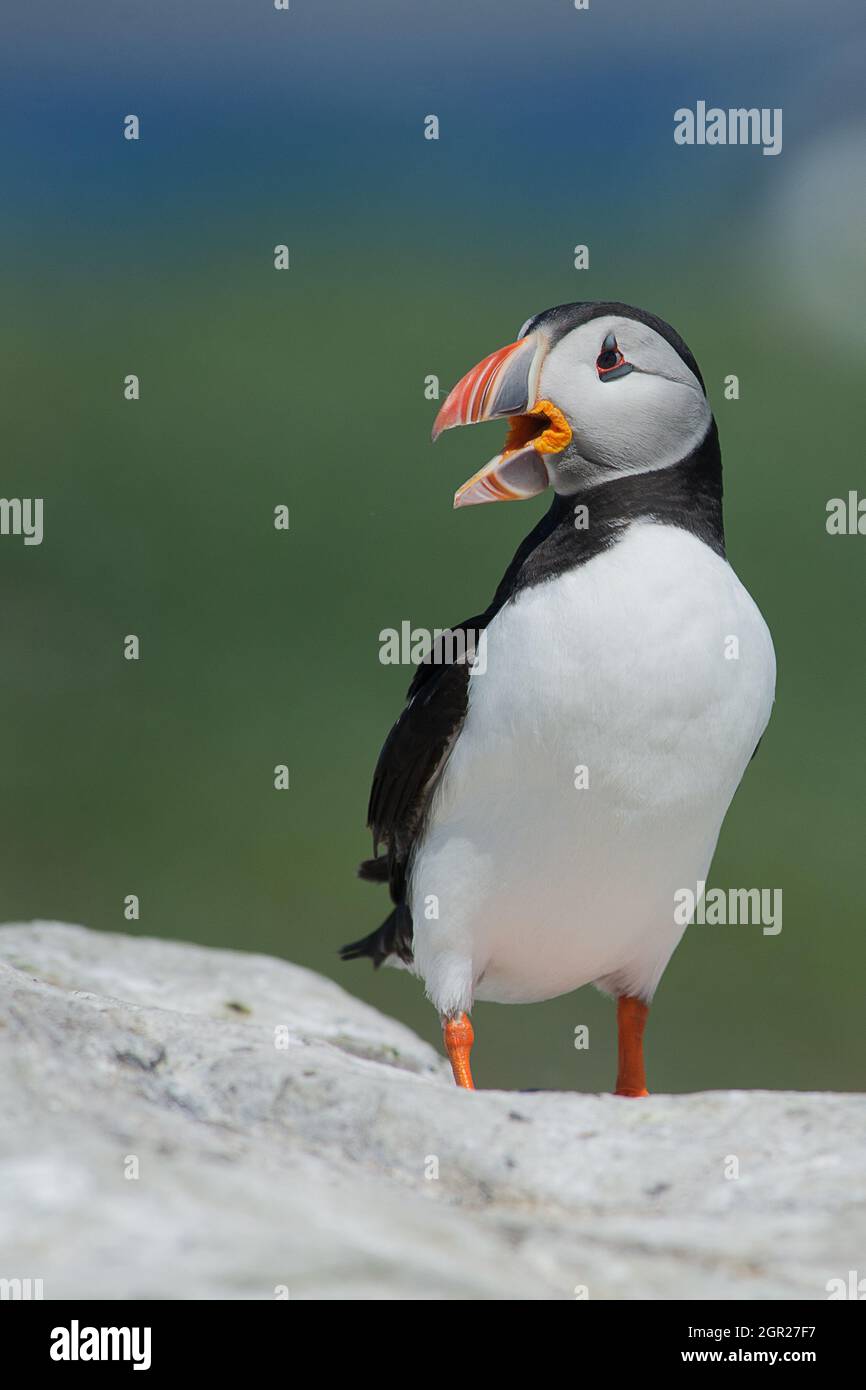 Full body puffin hi-res stock photography and images - Alamy