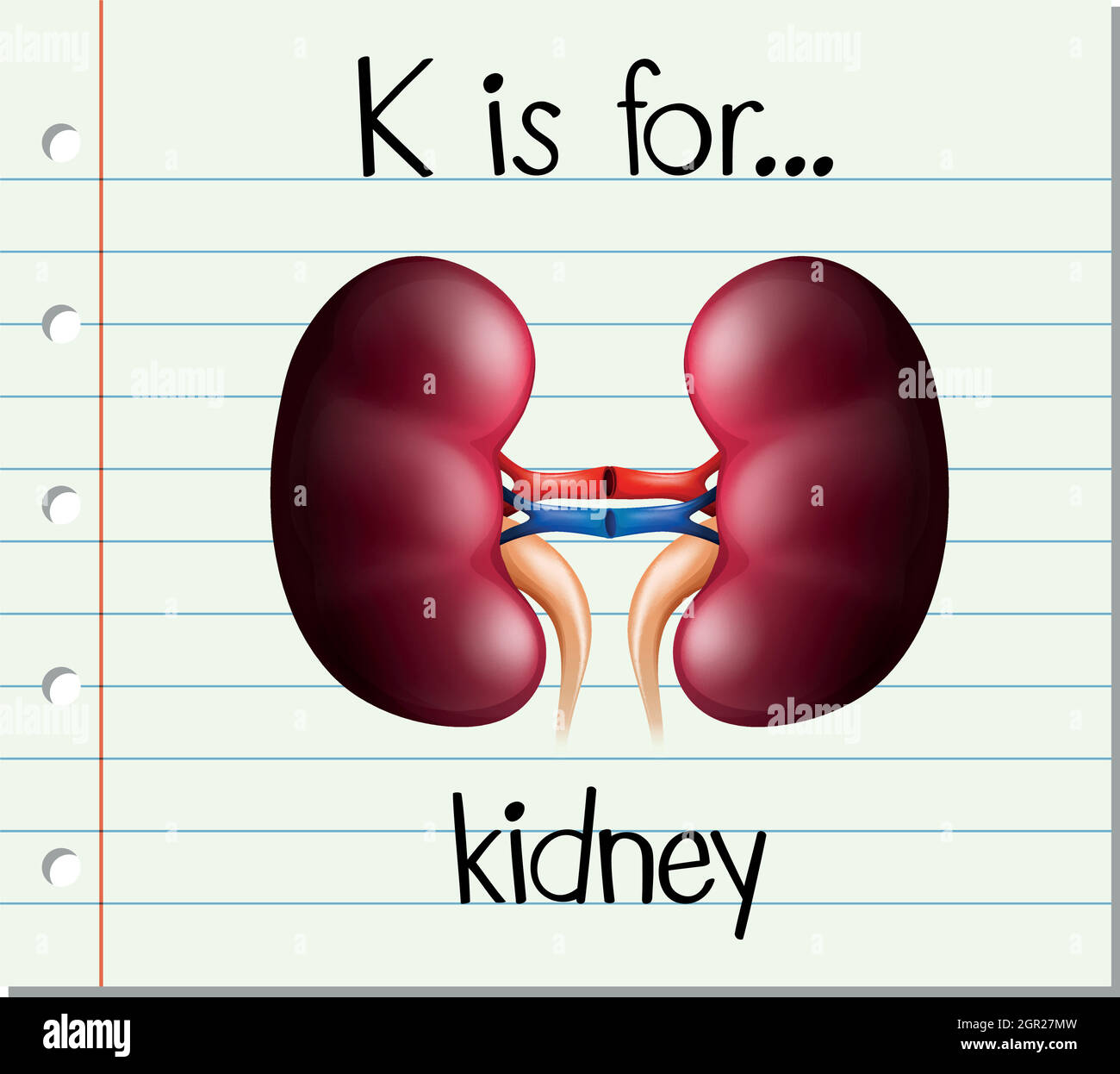 Kidney font hi-res stock photography and images - Alamy