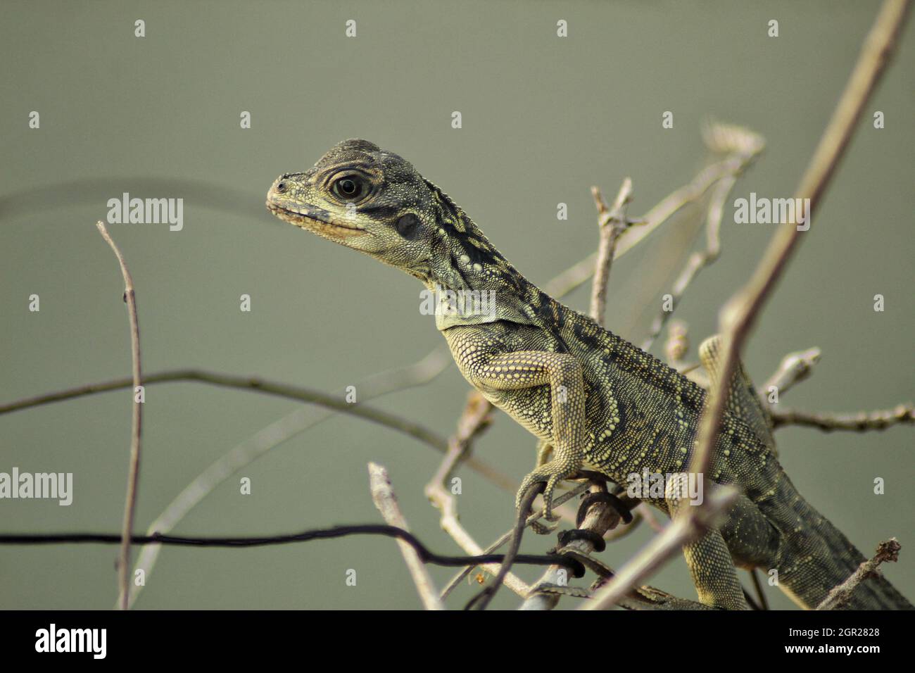 Sail Fin Lizard High Resolution Stock Photography and Images - Alamy