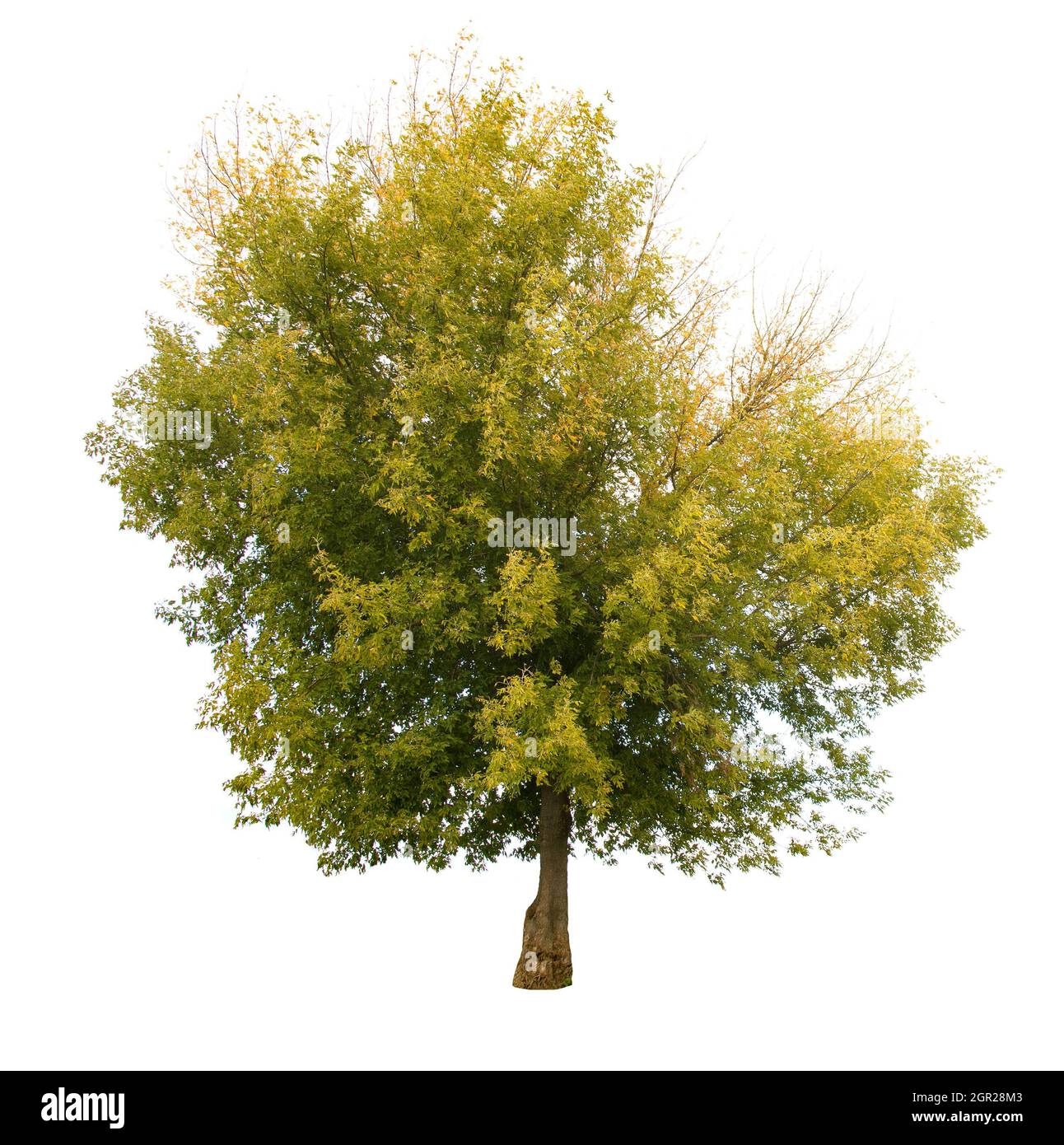 autumn tree isolated on white background Stock Photo - Alamy