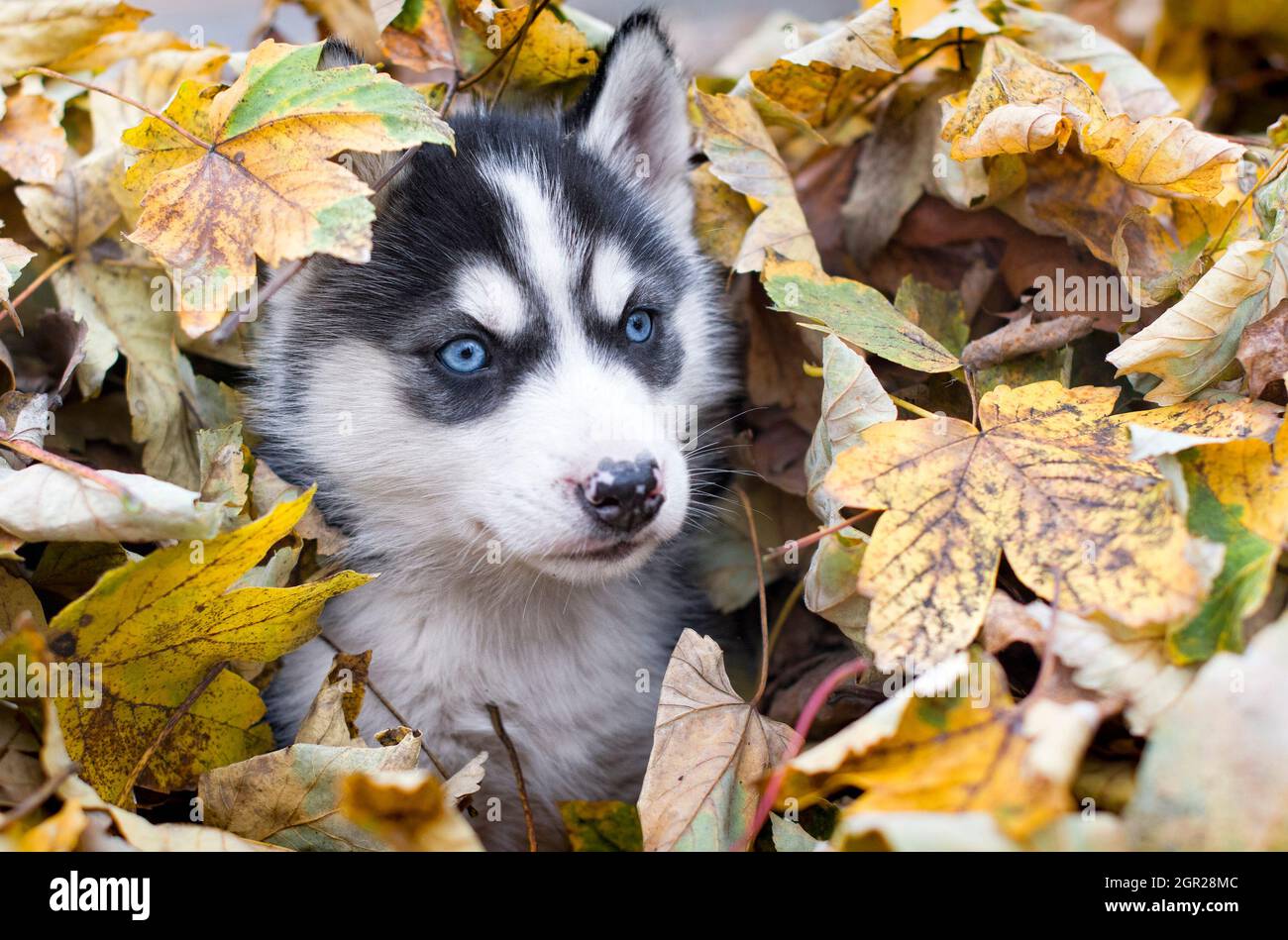 Siberian Husky Wallpaper Desktop