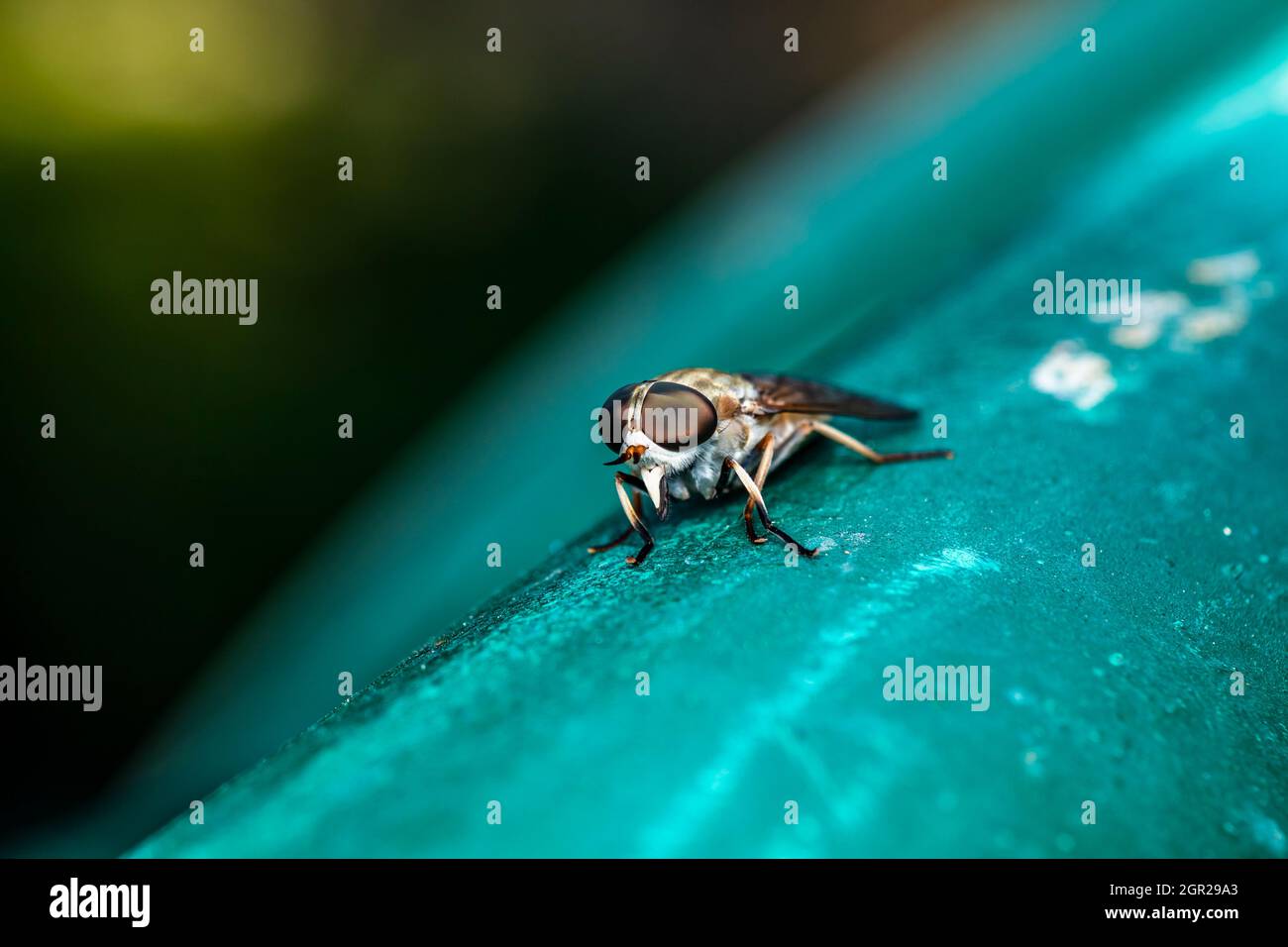 Horse flys hi-res stock photography and images - Alamy