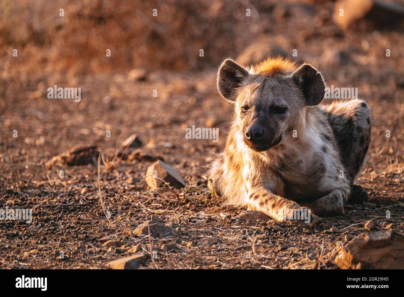 Young spotted hyena lying down hi-res stock photography and images - Alamy