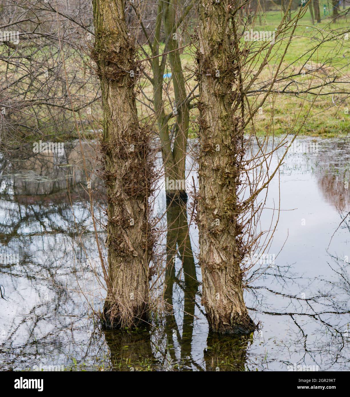 Leafless trees in a rain puddle at a park Stock Photo - Alamy