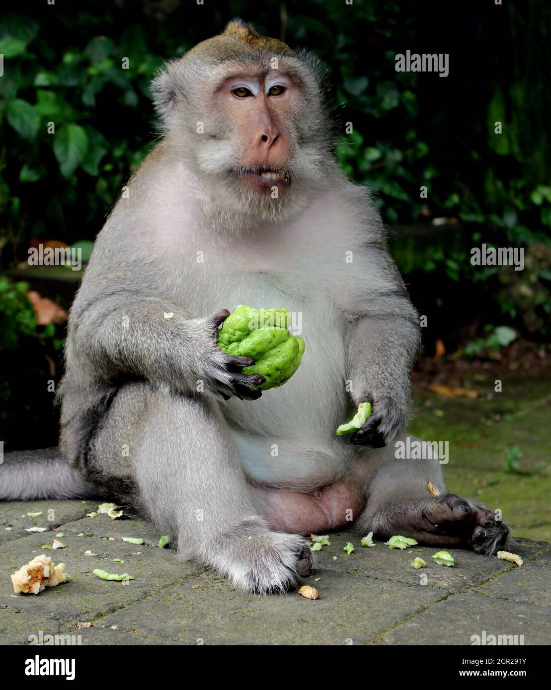 Monkey chilling hi-res stock photography and images - Alamy