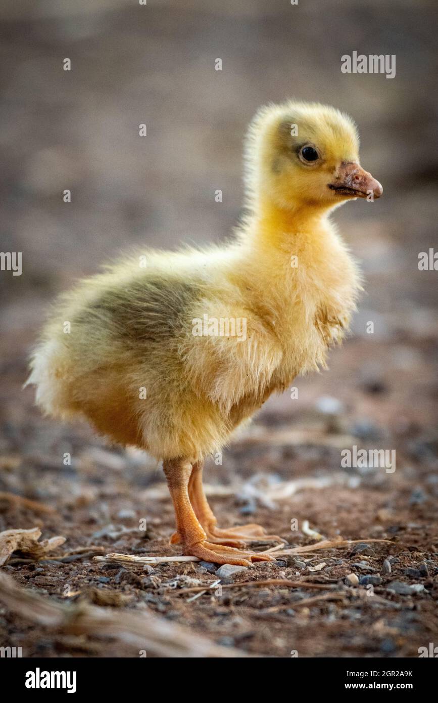 African domestic goose hi-res stock photography and images - Alamy