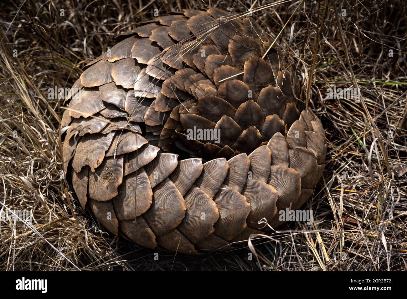 Endangered pangolin hi-res stock photography and images - Alamy