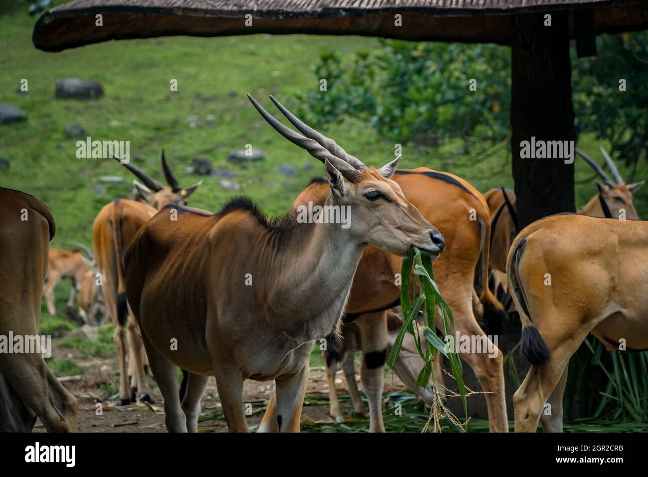 Antelopes eating grass hi-res stock photography and images - Alamy