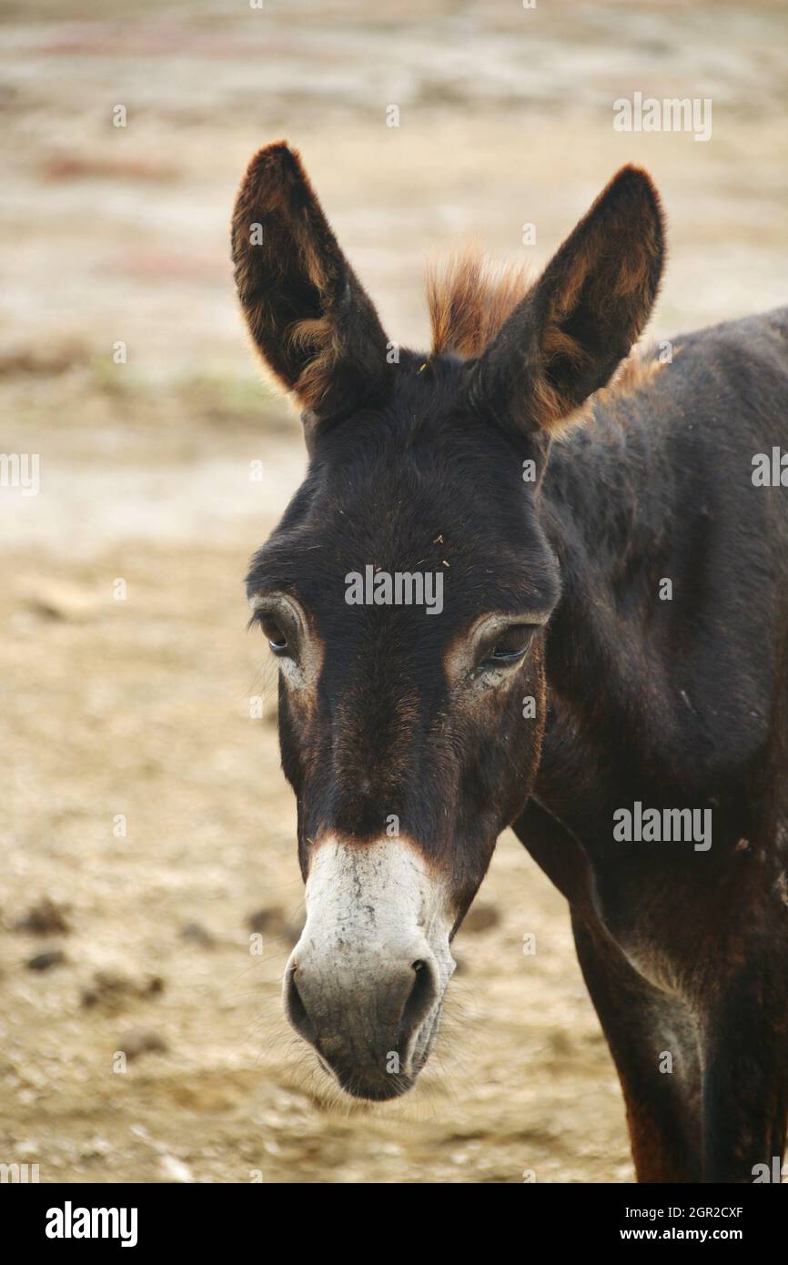 Donkey halter hi-res stock photography and images - Alamy