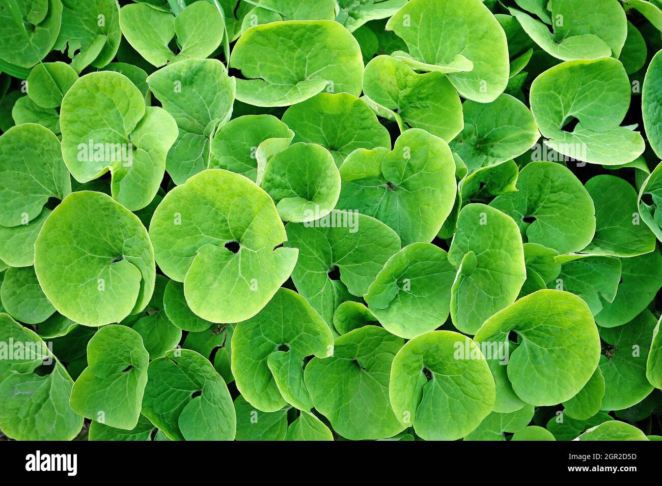 Top view of the European wild ginger plant Stock Photo - Alamy