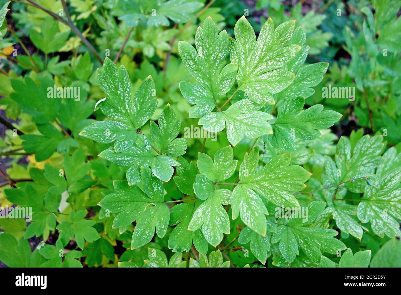 View of creeping buttercup leaves Stock Photo - Alamy