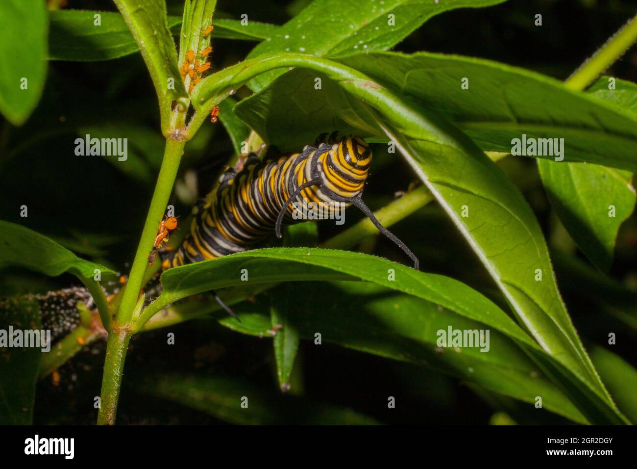 A Monarch Caterpillar Crawling On A Plant Stock Photo - Alamy