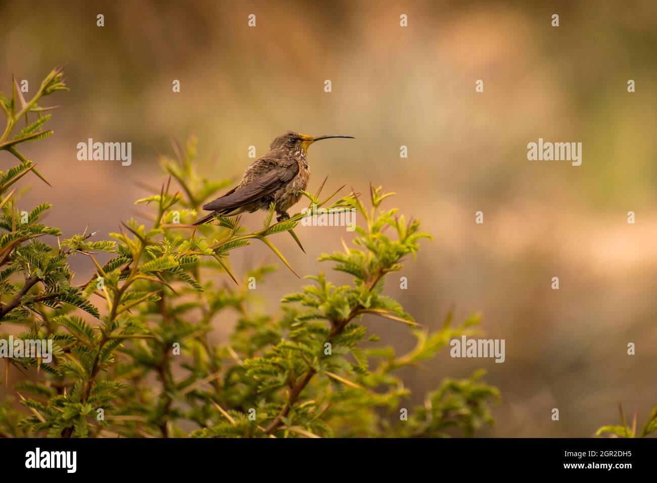 Little brown hummingbird hi-res stock photography and images - Alamy