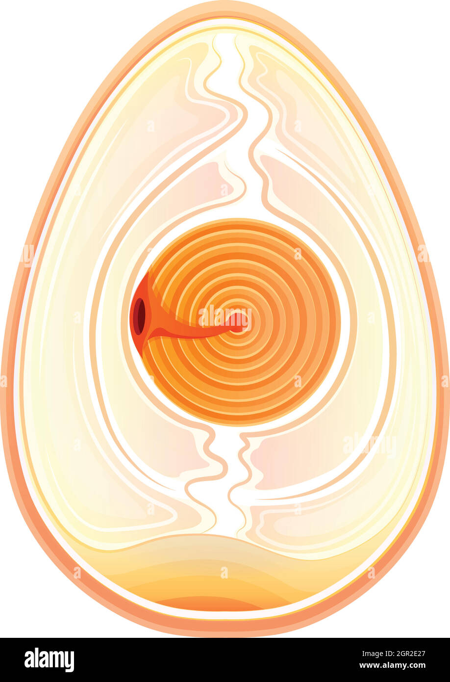 Inner Shell Membrane Stock Vector Image & Art - Alamy