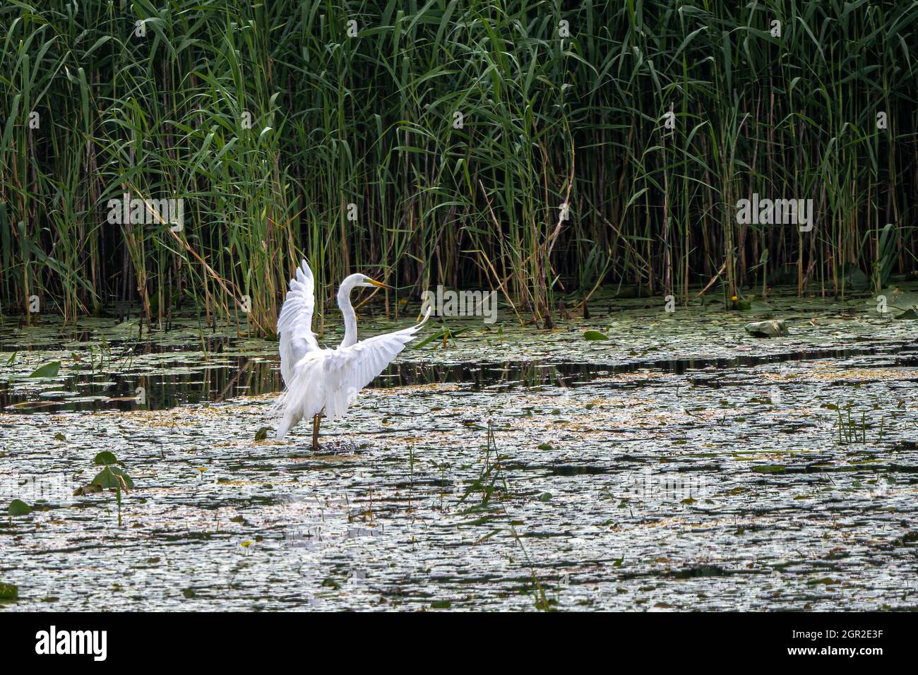 Great Egret (Ardea alba) Fishing at the Oderbruch, at the German Polish ...