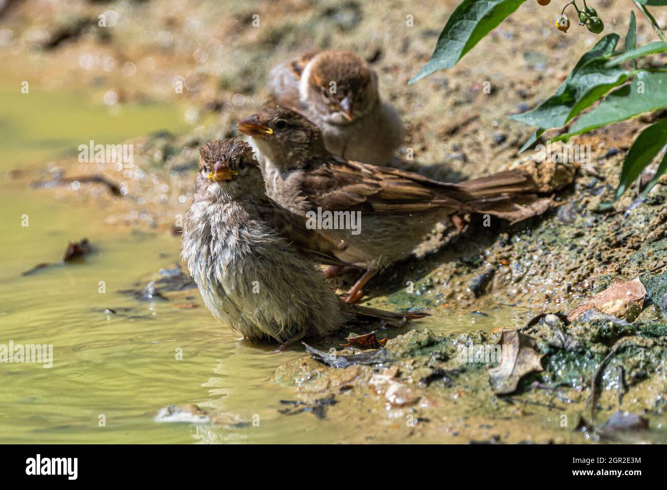House sparrows water bathing hi-res stock photography and images - Alamy