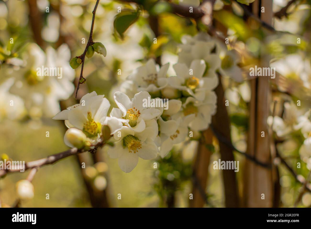 Spring in the air hi-res stock photography and images - Alamy