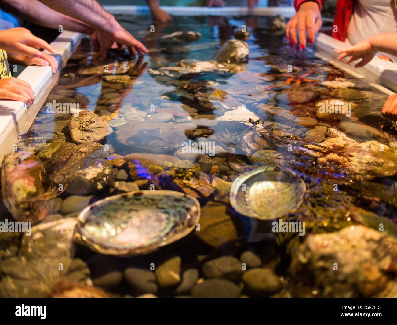 Touch Pool High Resolution Stock Photography and Images - Alamy