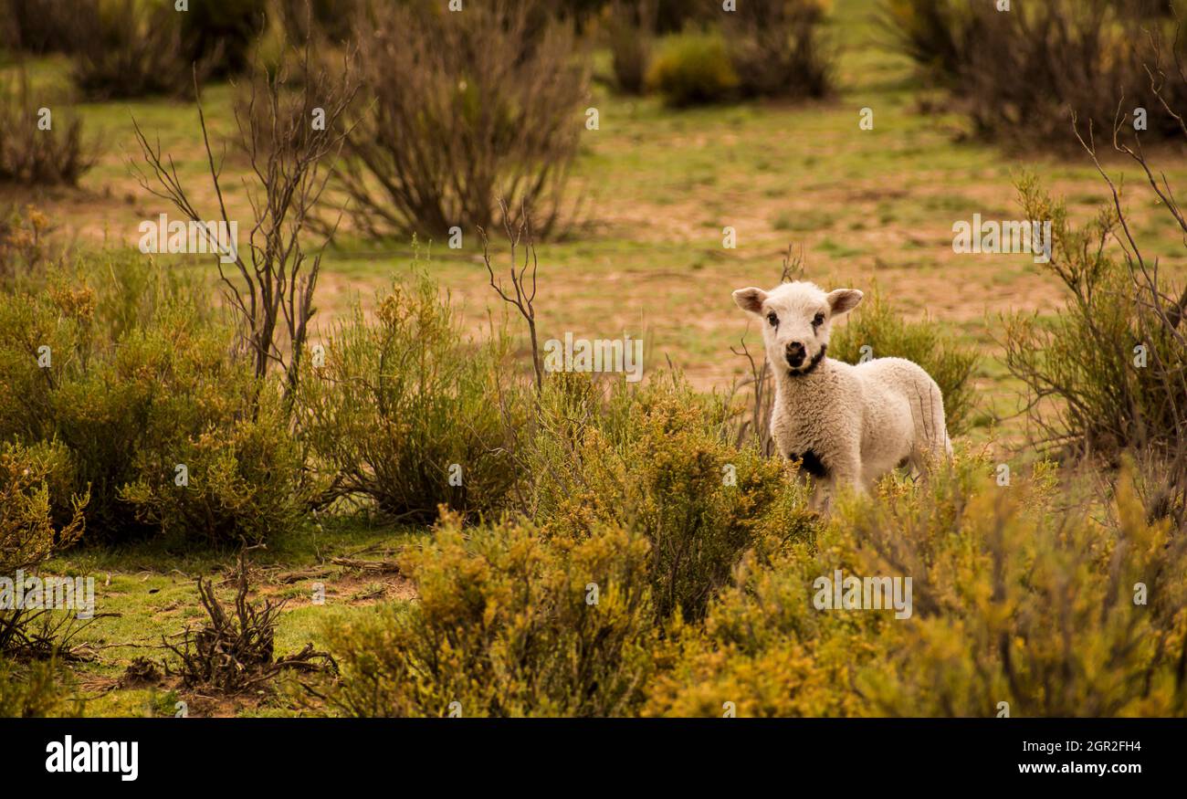 Little baby-sheep lookin at the camera in a wild environment with a ...