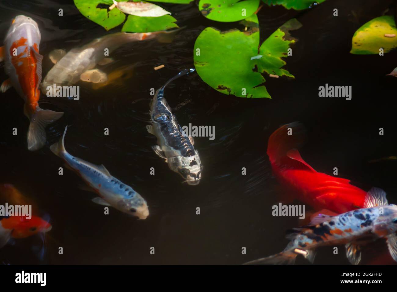 Koi Fish Swimming In A Koi Pond Stock Photo - Alamy