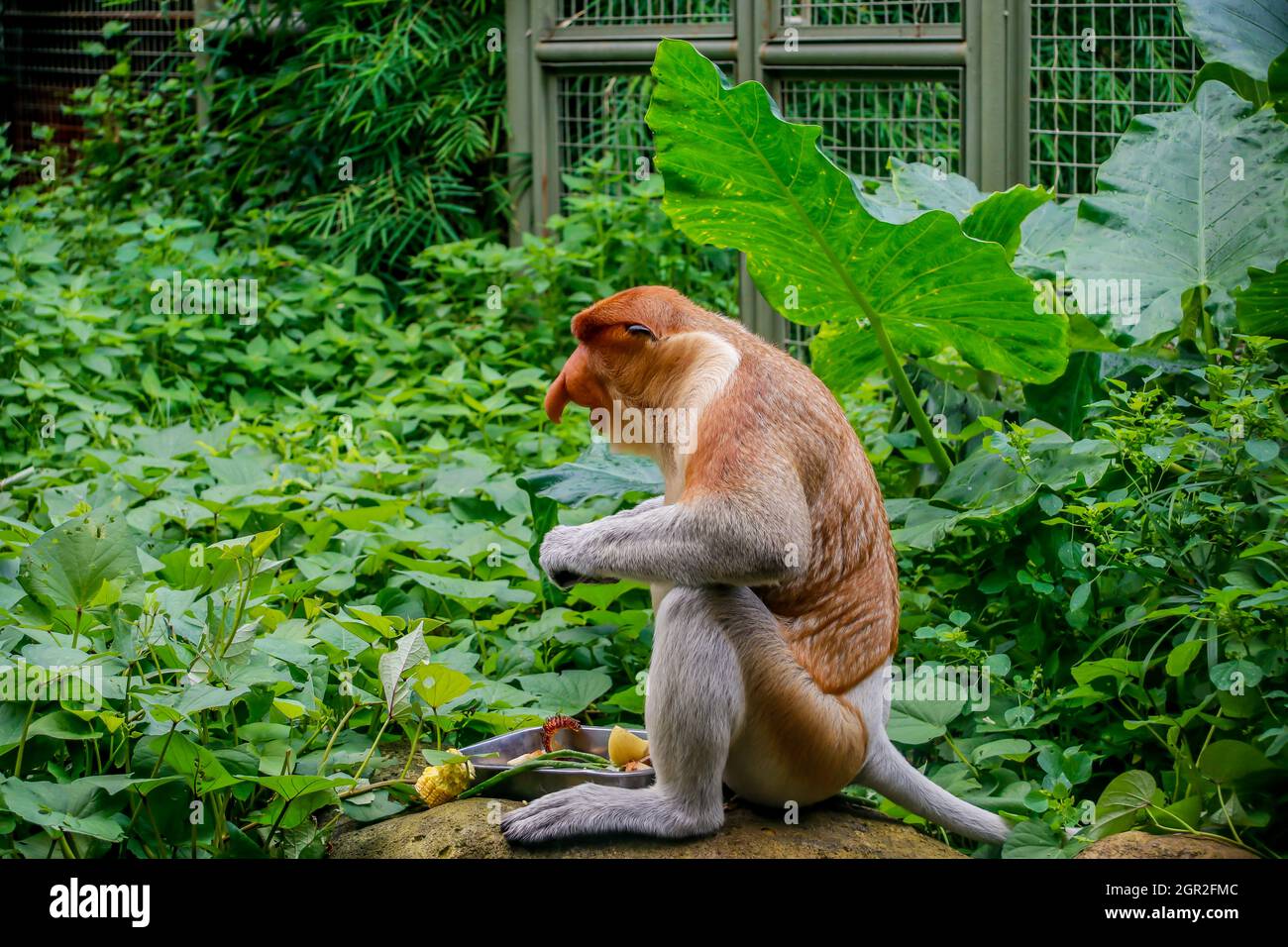 Bekantan hi-res stock photography and images - Alamy