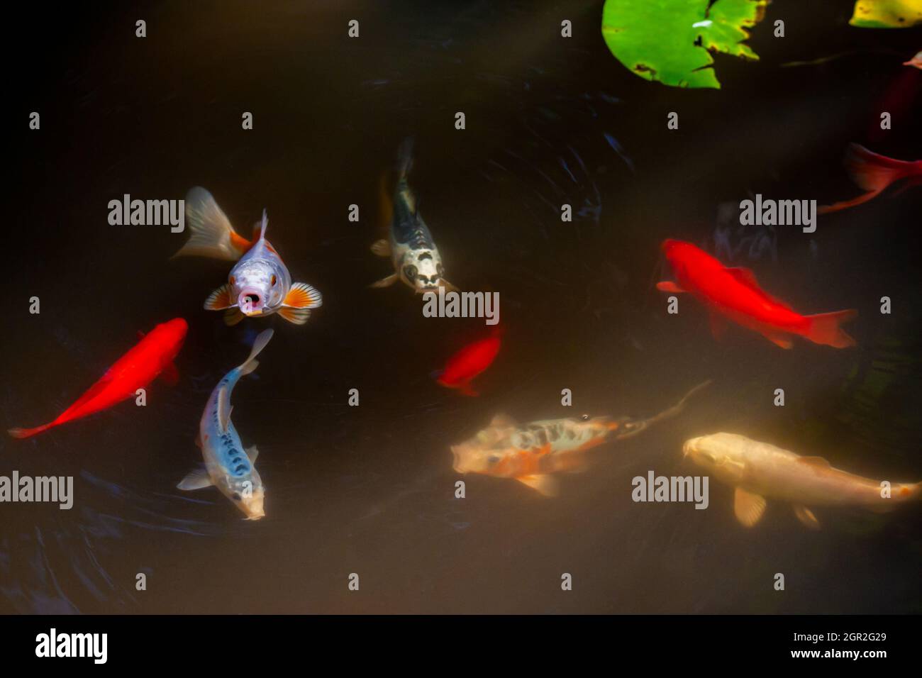 Koi Fish Swimming In A Koi Pond Stock Photo - Alamy