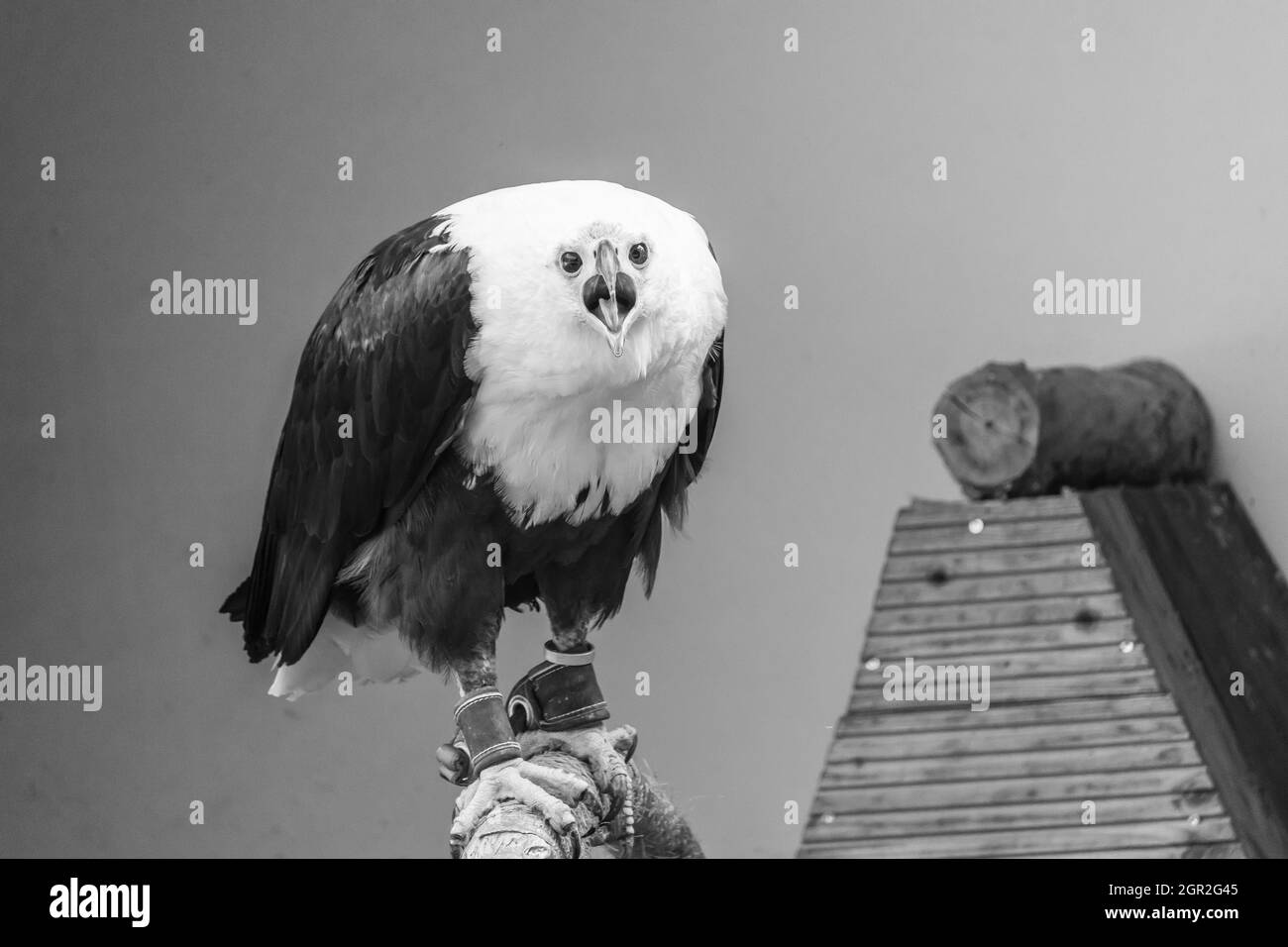 Greyscale of a bald eagle Stock Photo - Alamy