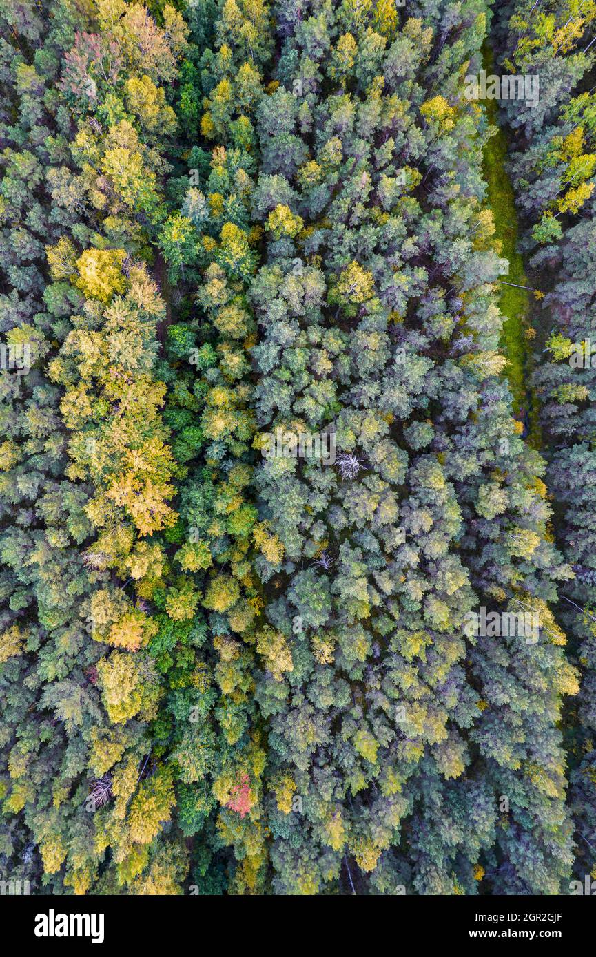 Directly above aerial drone full frame shot of green emerald pine ...
