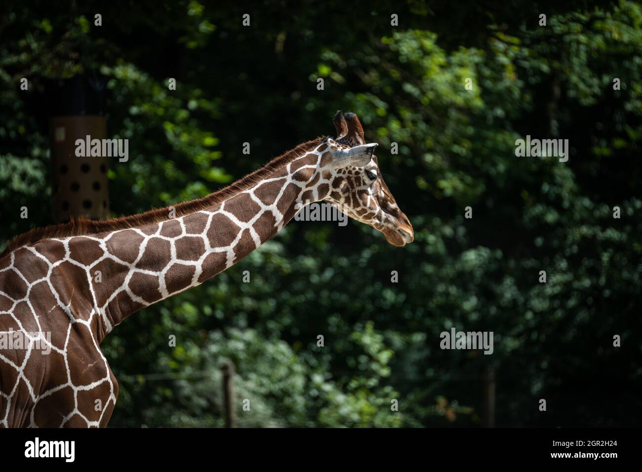 Beautiful tall giraffe in a park Stock Photo - Alamy