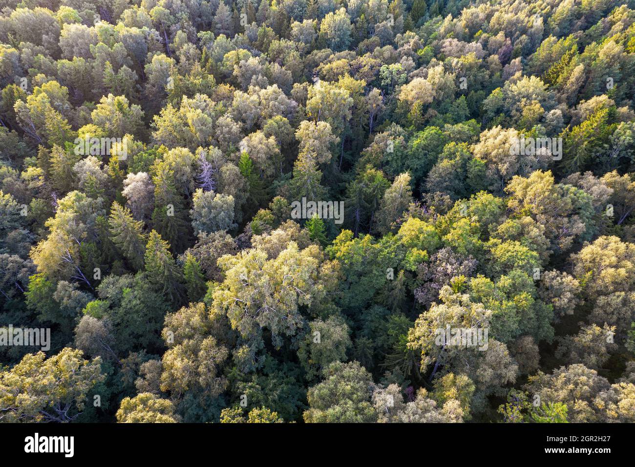Directly above aerial drone full frame shot of green emerald pine ...