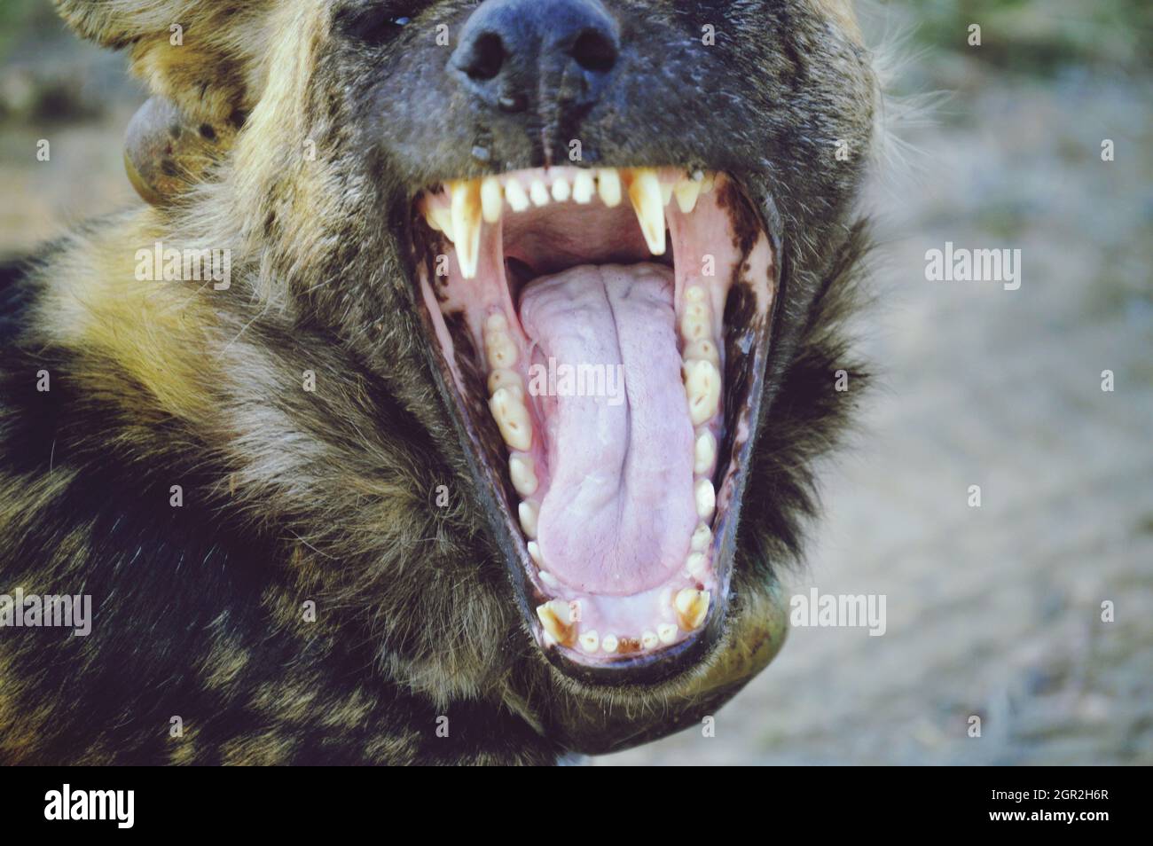 Dog with mouth open showing teeth hi-res stock photography and images ...