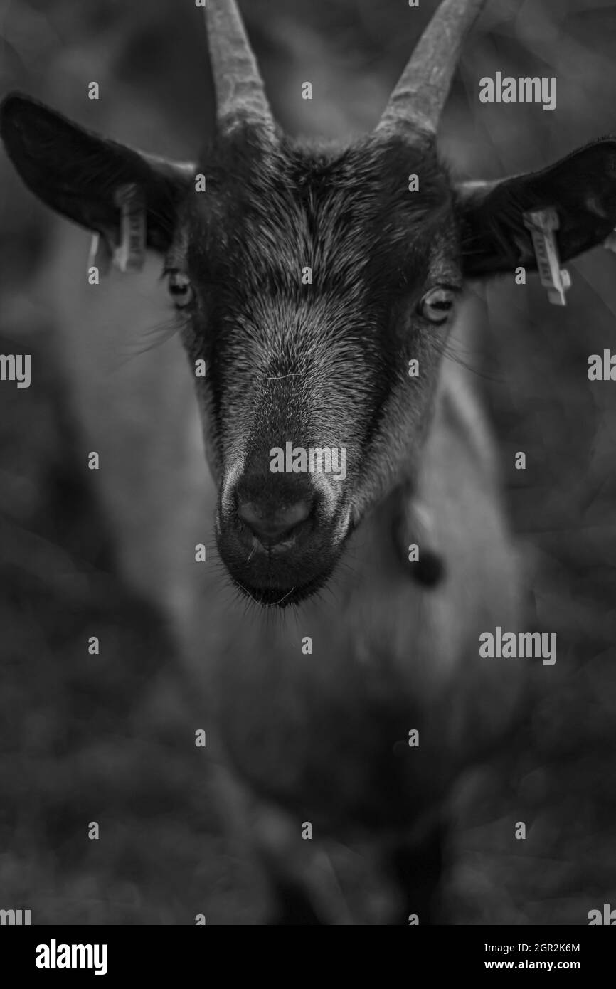 Ear and horn Black and White Stock Photos & Images - Alamy